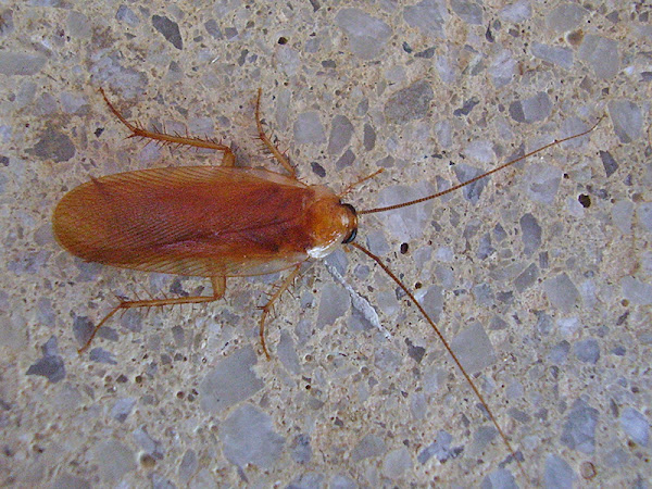 Wood cockroach | Project Noah