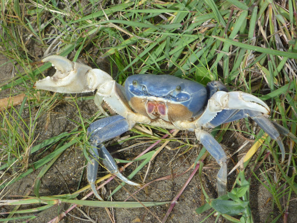 Blue Land Crab | Project Noah