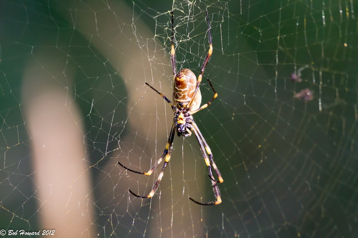 Golden Orb-Weaver | Project Noah