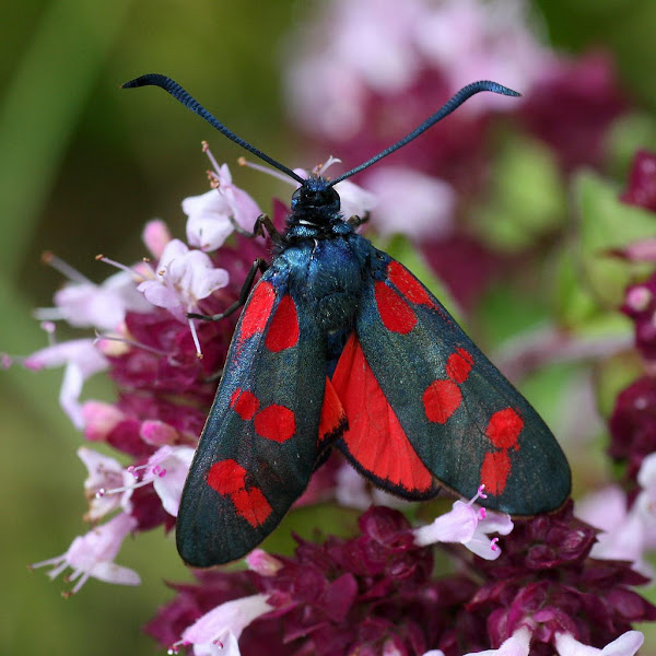 Six-spot Burnet | Project Noah