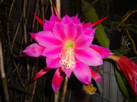 Flor de Pitaya (Dragon Fruit) | Project Noah