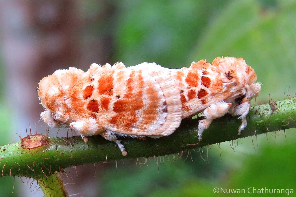 Limacodid Moths | Project Noah