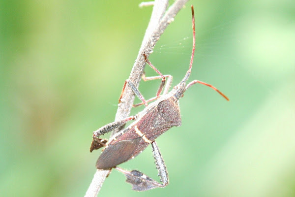 Florida leaf-footed bug | Project Noah