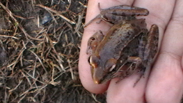 eastern leopard frog | Project Noah