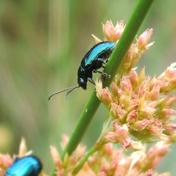 Metallic blue flea beetle | Project Noah
