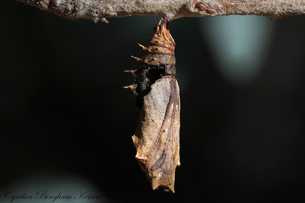 Mourning Cloak chrysalis | Project Noah