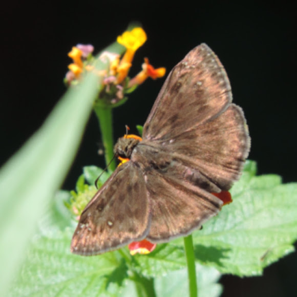 Horace's Duskywing | Project Noah