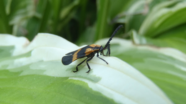 Net-winged Beetle | Project Noah