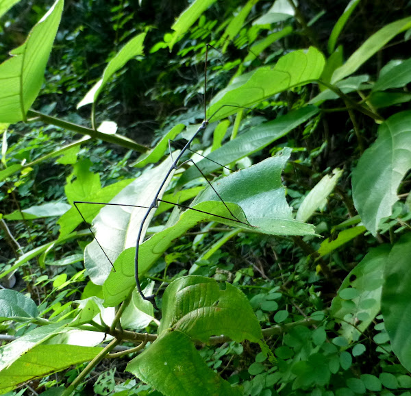 Stick insect | Project Noah