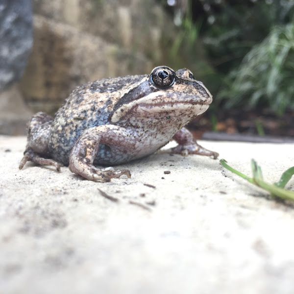 Pobblebonk, Eastern Banjo Frog | Project Noah