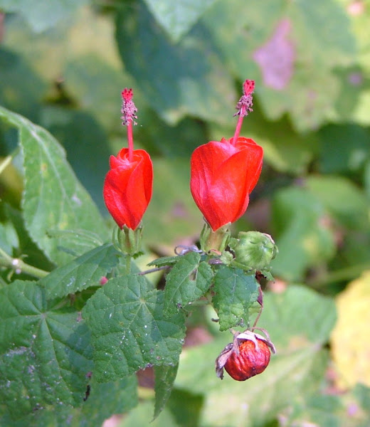 Turk's Cap | Project Noah