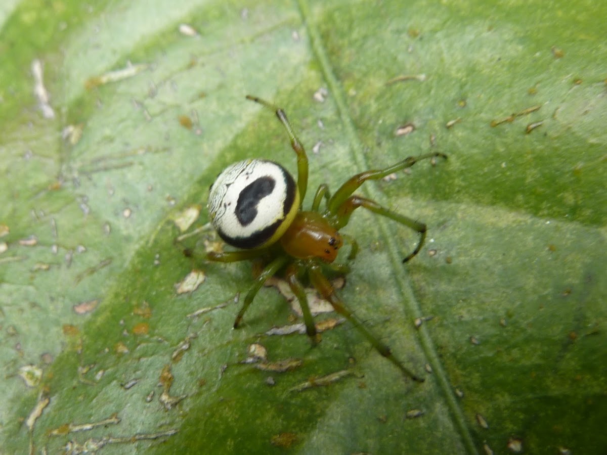 Kidney Garden spider | Project Noah