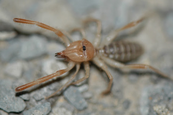 Solfugid | Project Noah