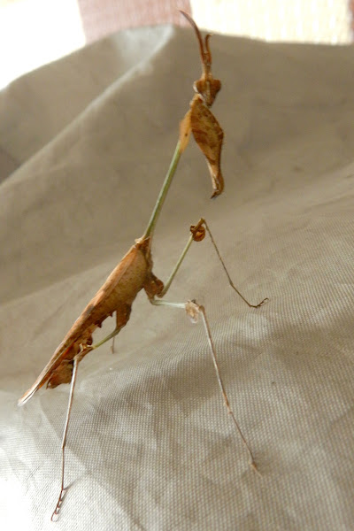Dry Leaf Praying Mantis | Project Noah