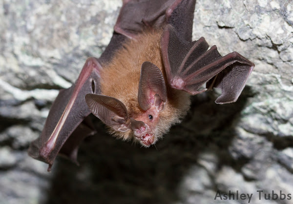 Short-tailed Bat | Project Noah