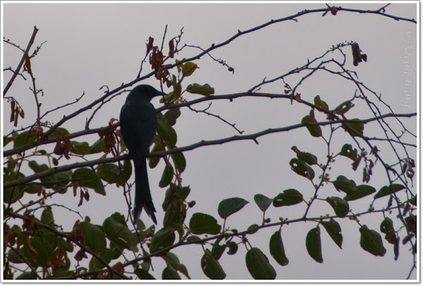 Ashy Drongo | Project Noah