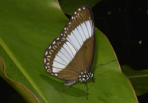 Pimplea Satyr Butterfly | Project Noah