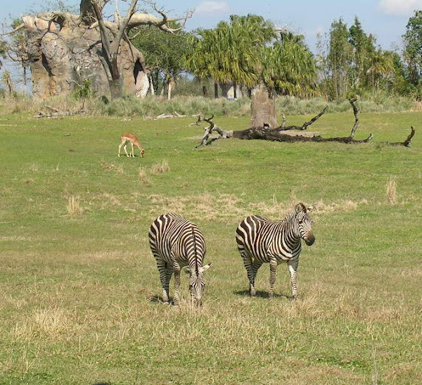 Zebra | Project Noah