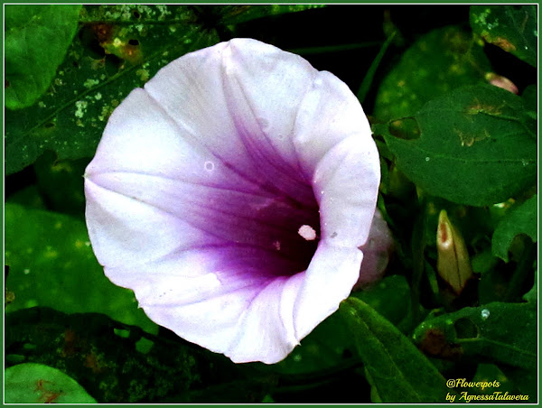 Camote, Sweet Potato Plant | Project Noah