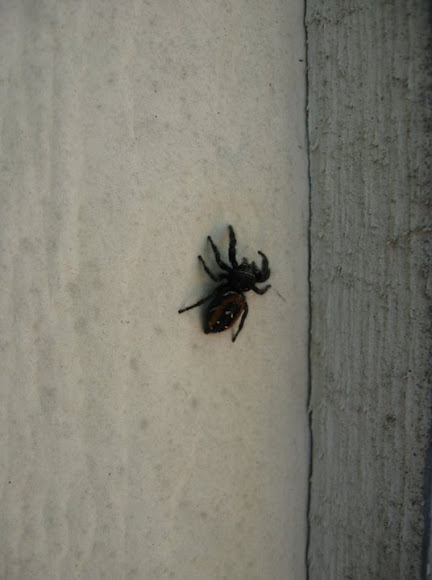 Red Backed Jumping Spider (female) | Project Noah