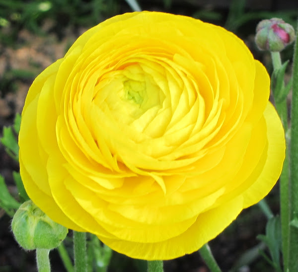Yellow Ranunculus | Project Noah