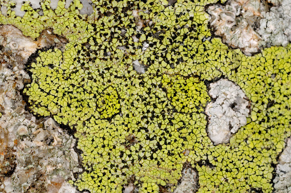 Map lichen | Project Noah
