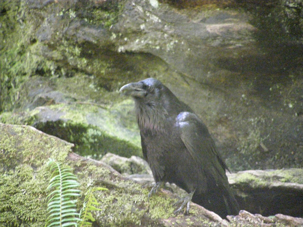 raven | Project Noah