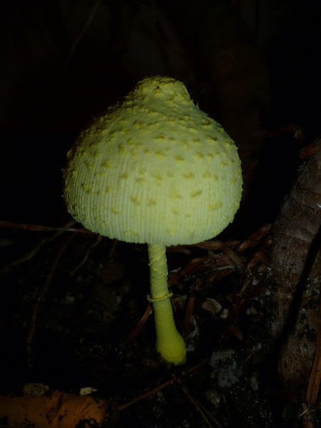 plantpot dapperling | Project Noah