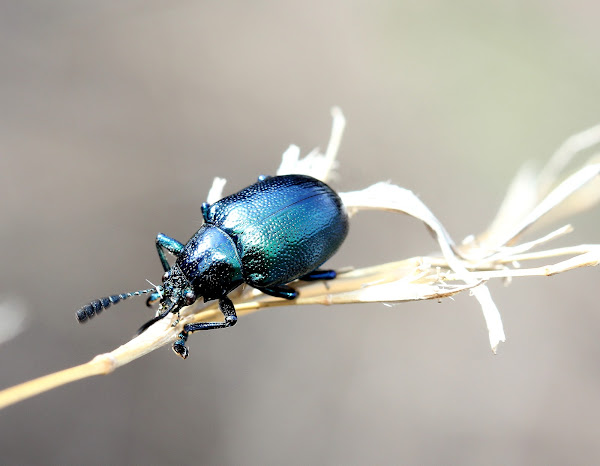 Blue Mint Beetle | Project Noah