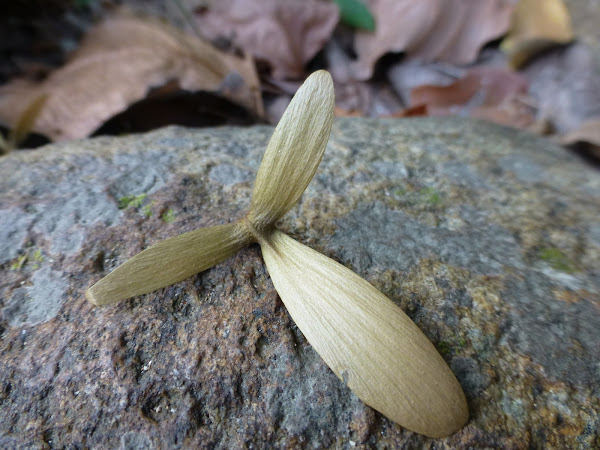 Helicopter Flower/Hiptage | Project Noah