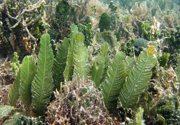 Green Feather Algae | Project Noah