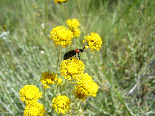 toro de sol | Project Noah