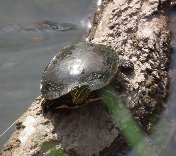 Painted Turtle | Project Noah