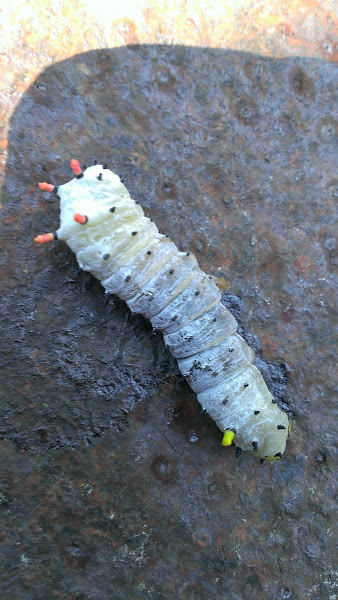 Promethea Moth Caterpillar | Project Noah