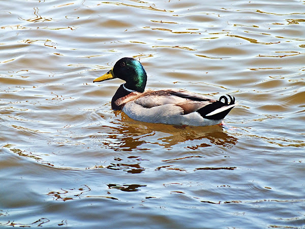 Mallard Duck | Project Noah