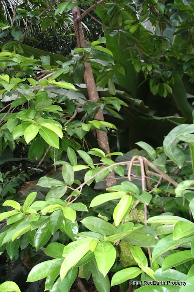 Soursop / മുള്ളാത്ത (mullaatha) / Thorny Custard Apple / Guanábana ...