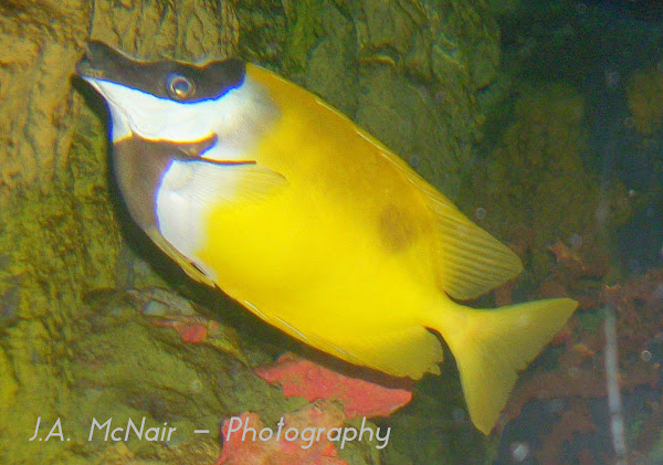 Foxface Rabbitfish | Project Noah