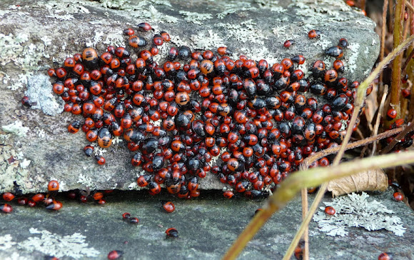 Florida Predatory Stink Bug nymph | Project Noah