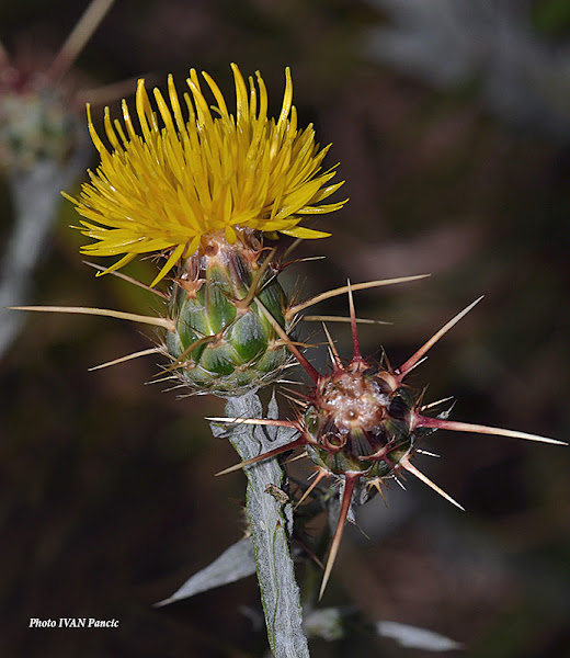 Yellow Star Thistle | Project Noah