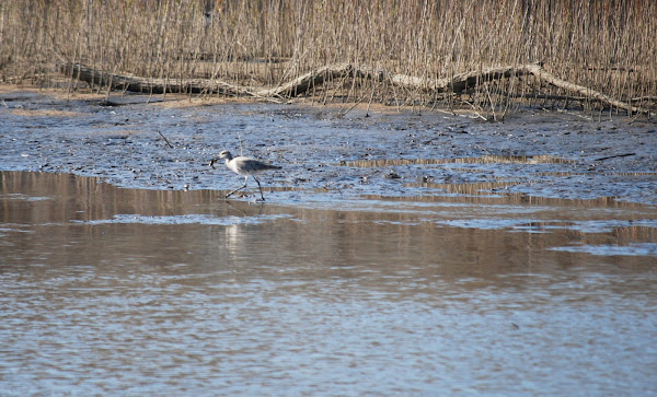 Willet | Project Noah