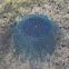 Blue Button Jellyfish | Project Noah