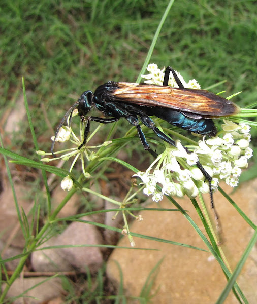 Tarantula Hawk (female, xanthic form) | Project Noah
