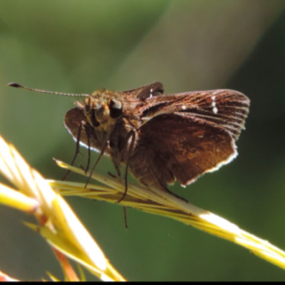 Clouded Skipper | Project Noah