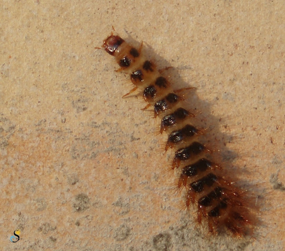 false firefly | Project Noah