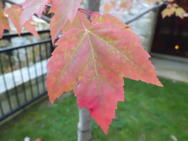 Red maple | Project Noah