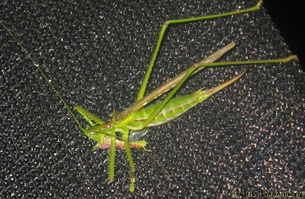 Winged Predatory Katydid | Project Noah