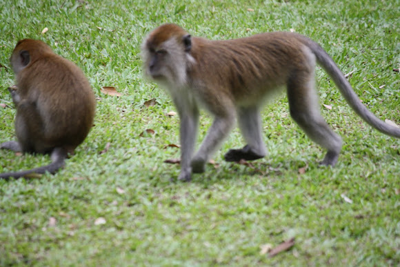 Monkey (on Penang Island) | Project Noah