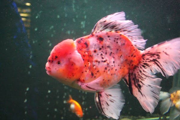 Oranda gold fish. | Project Noah