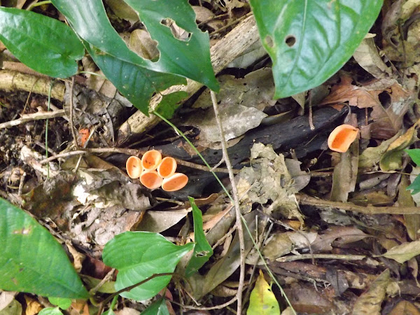 Cookeina speciosa | Project Noah