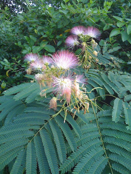 Silk Tree flowers and fruit | Project Noah